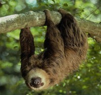 Lenochod dvouprstý :: Smolickoviny